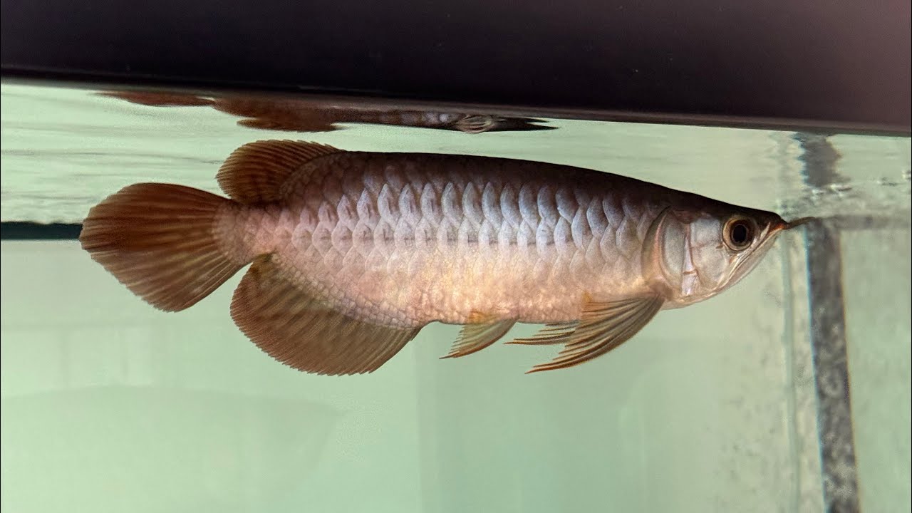 MBArowana MerLion Ultimate Chili Red Arowana - YouTube