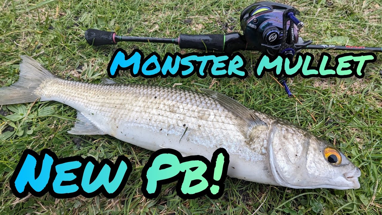 Monster BFS Mullet NEW PB Merri River Fishing - Acehawk AG Venom/Black ...