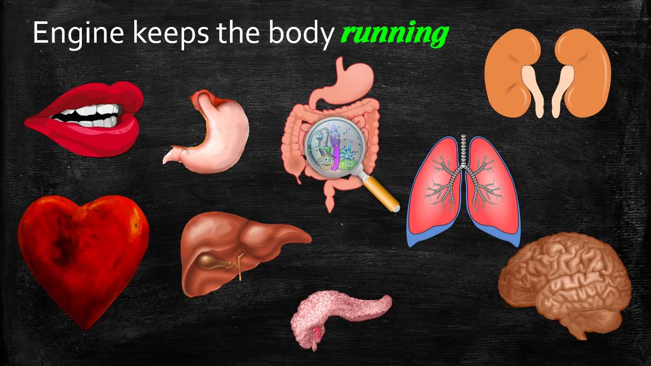How To Lose Weight Fast | Lecture 7: The Body's Engine - YouTube