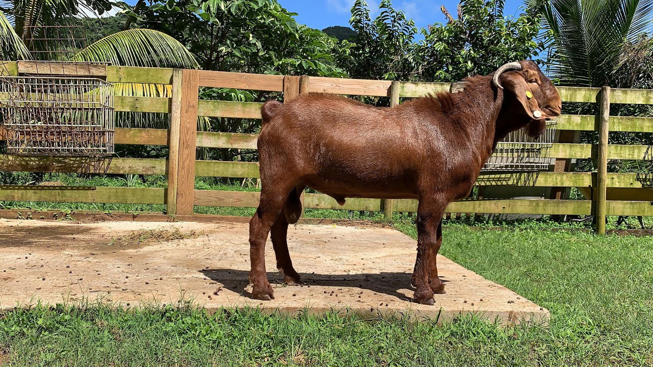 Kalahari red 100% : Red fire 13 months old - YouTube