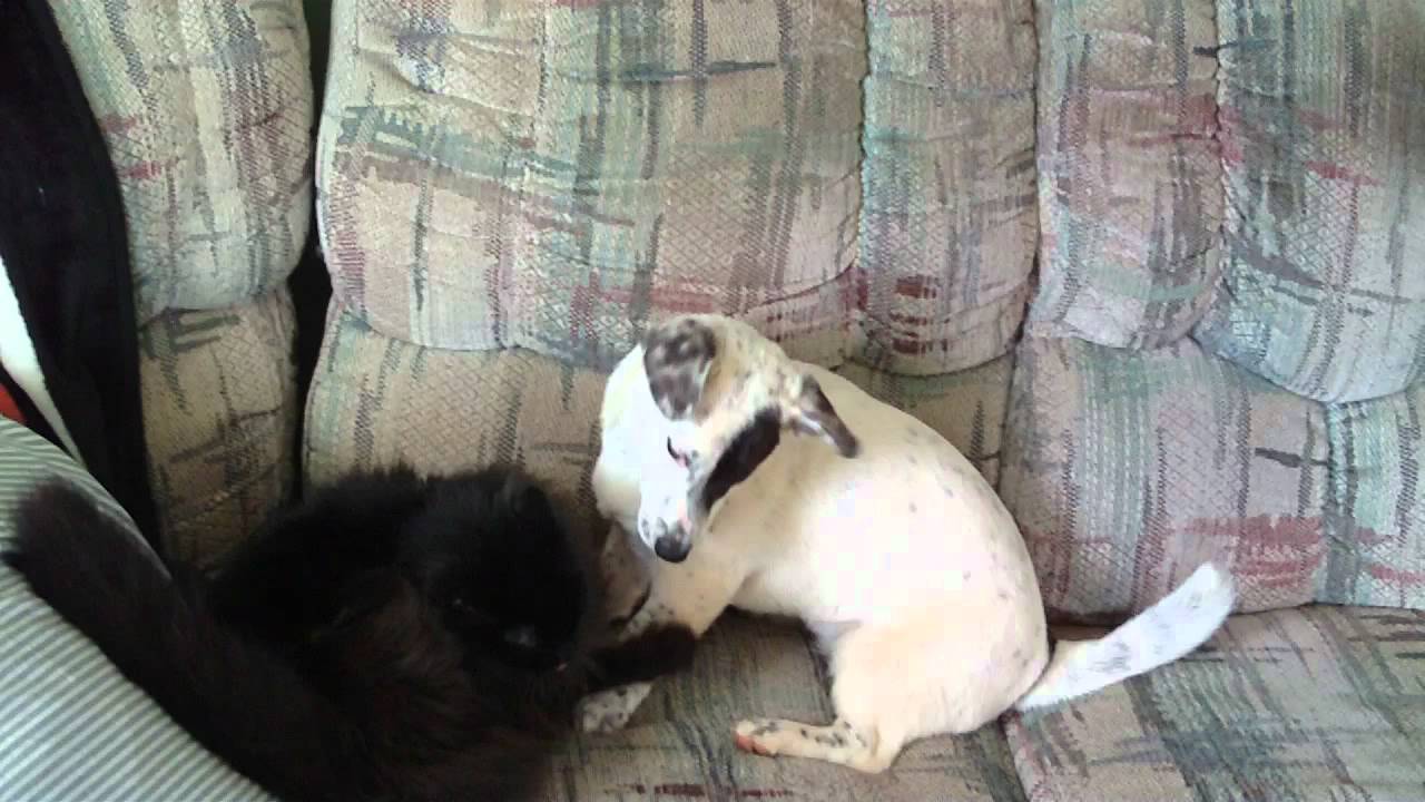 Happy Dog - Angry Cat - YouTube