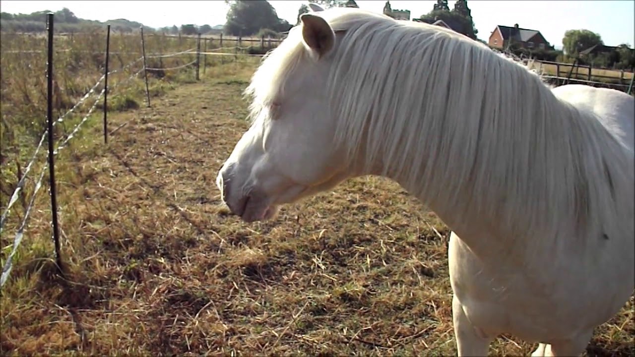track system for small paddocks - YouTube