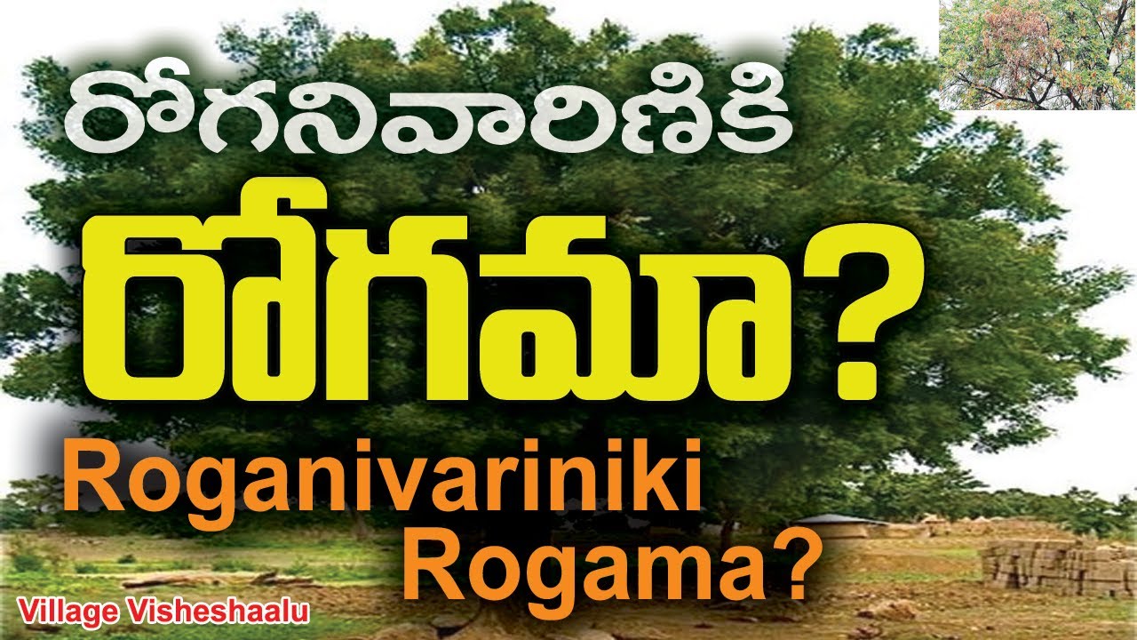 రోగనివారిణికి రోగమా? | Roganivariniki Rogama? | Neem / Vepa Tree ...