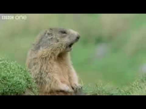 Funny Talking Animals - Walk On The Wild Side Preview - BBC One - YouTube