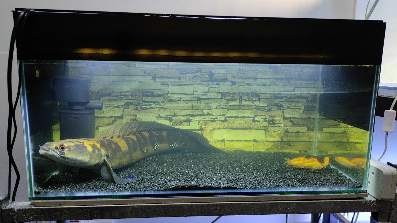 channa maru yellow sentarum.. - YouTube