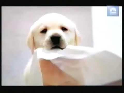 Andrex Toilet Roll "Puppy" Advert (2001) - YouTube