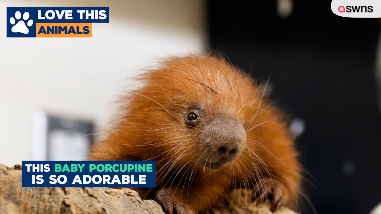This baby porcupine is so adorable!! | LOVE THIS! - YouTube