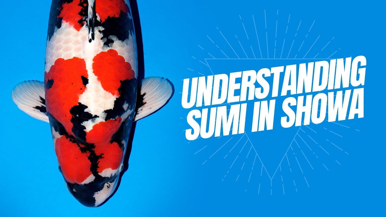 Understanding Sumi In Showa Koi Fish - YouTube