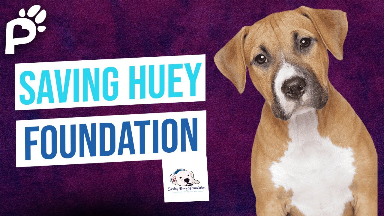 Saving Huey Foundation | Tracy Lystra | Pawareness Podcast Ep. 19 - YouTube