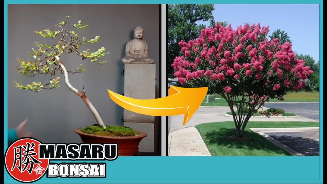 COMO HACER UN BONSAI DE CRESPÓN -ÁRBOL DE JÚPITER - (Lagerstroemia ...