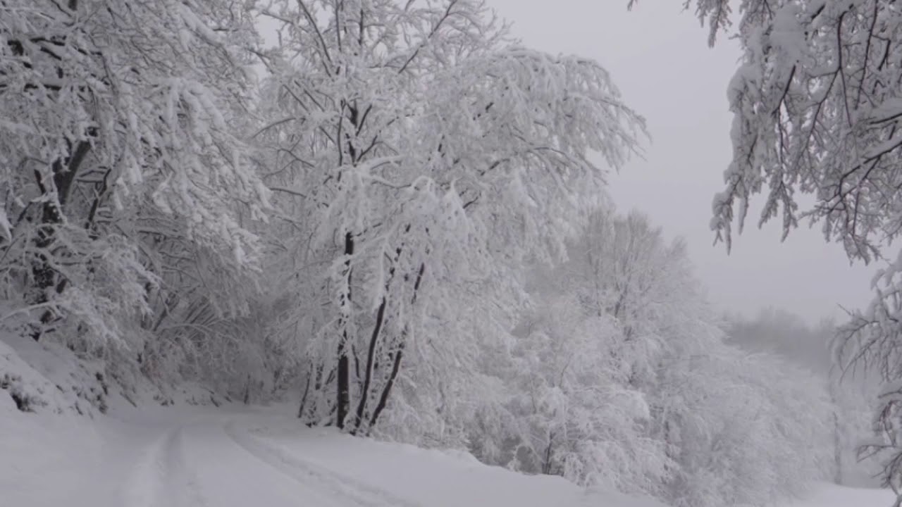 4k video Background Snowy Woods - Relaxing Winter Nature Video - No ...