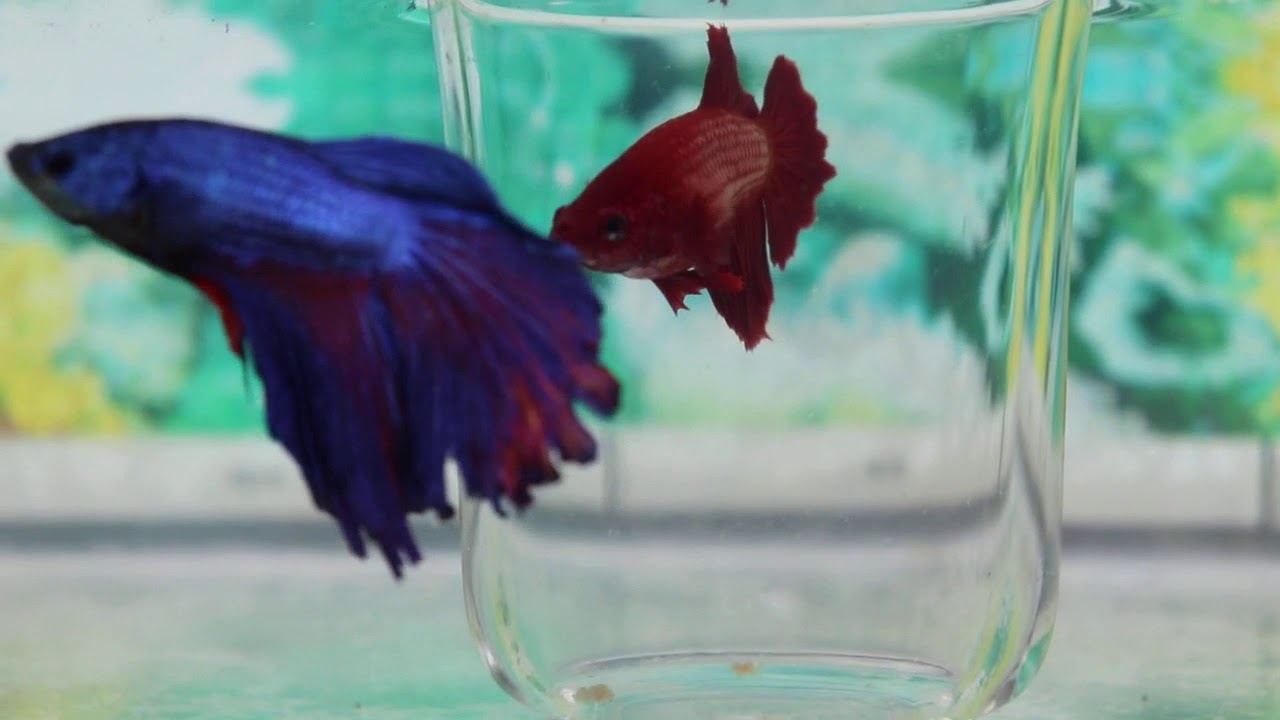 Betta fish breeding - YouTube