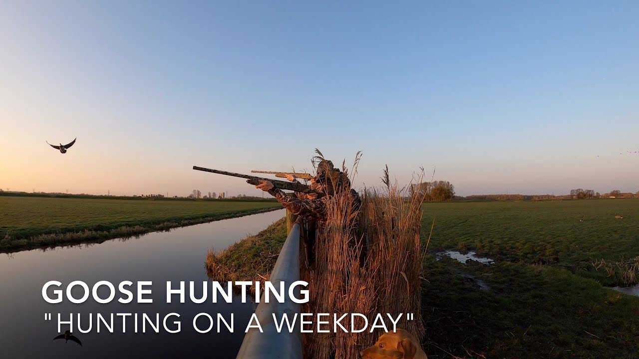 Goosehunting in Holland (ganzenjacht) - Shooting a lot of geese on a ...