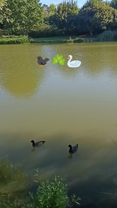 Nature lovers 🦢☘️🐦‍⬛ #nature #naturelovers #youtubeshorts #lakeview # ...