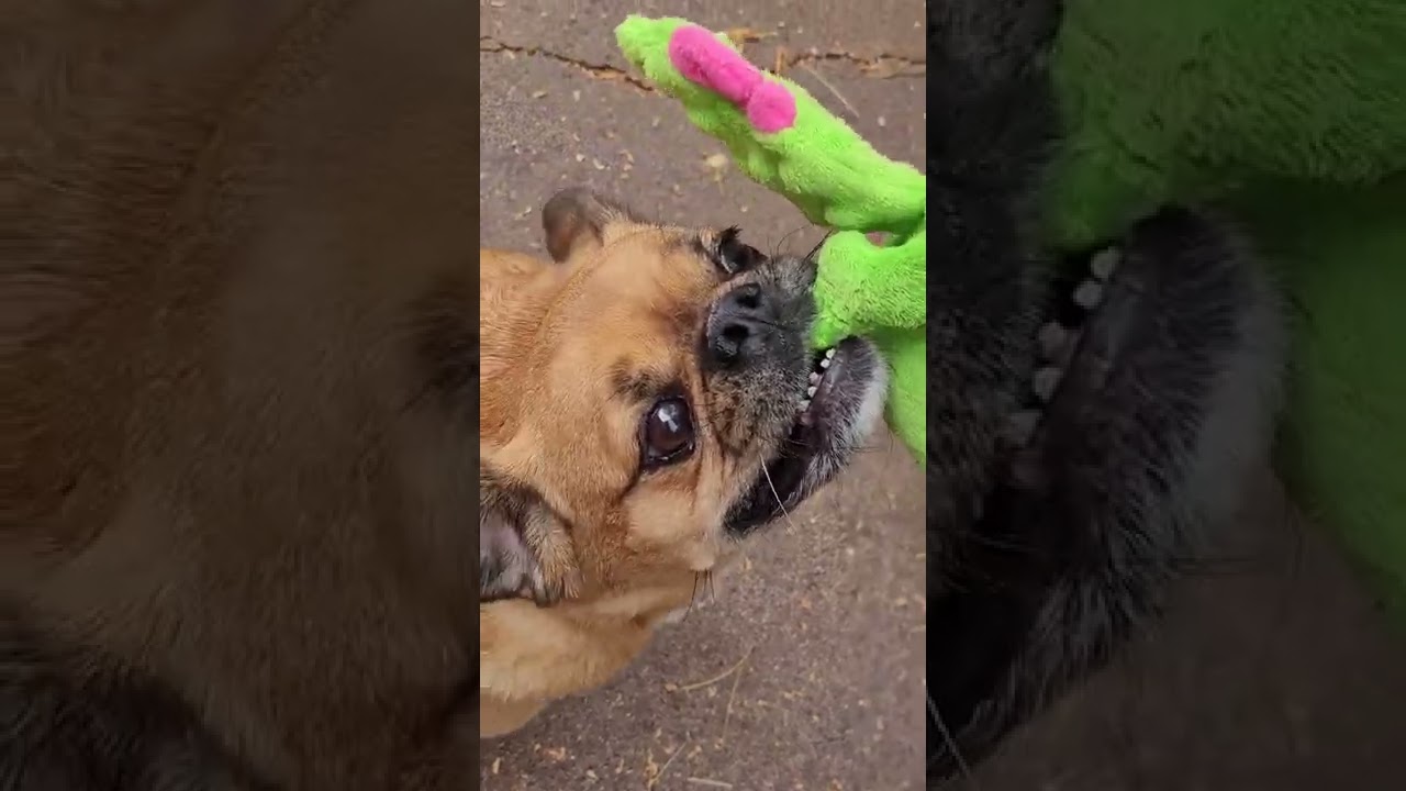 Willa vs 🐉🐲 - YouTube