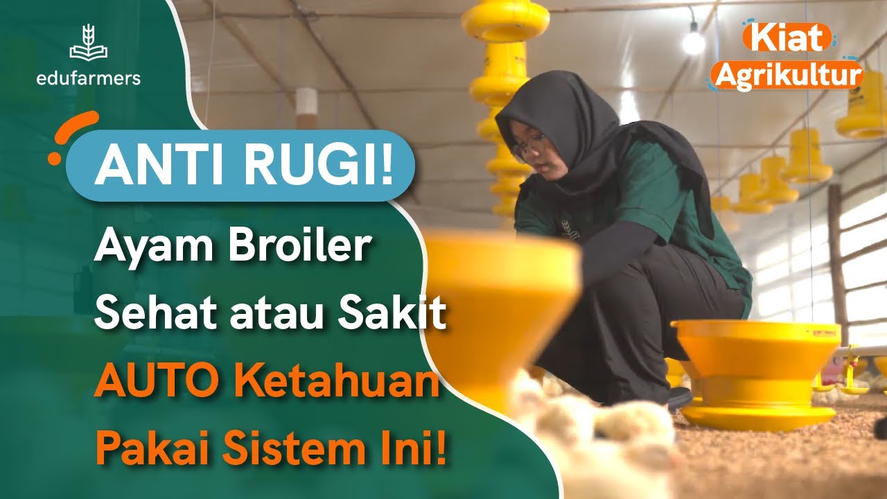 Pantau Produktivitas Ayam Broiler dengan Sistem Recording! Ayam Sehat ...