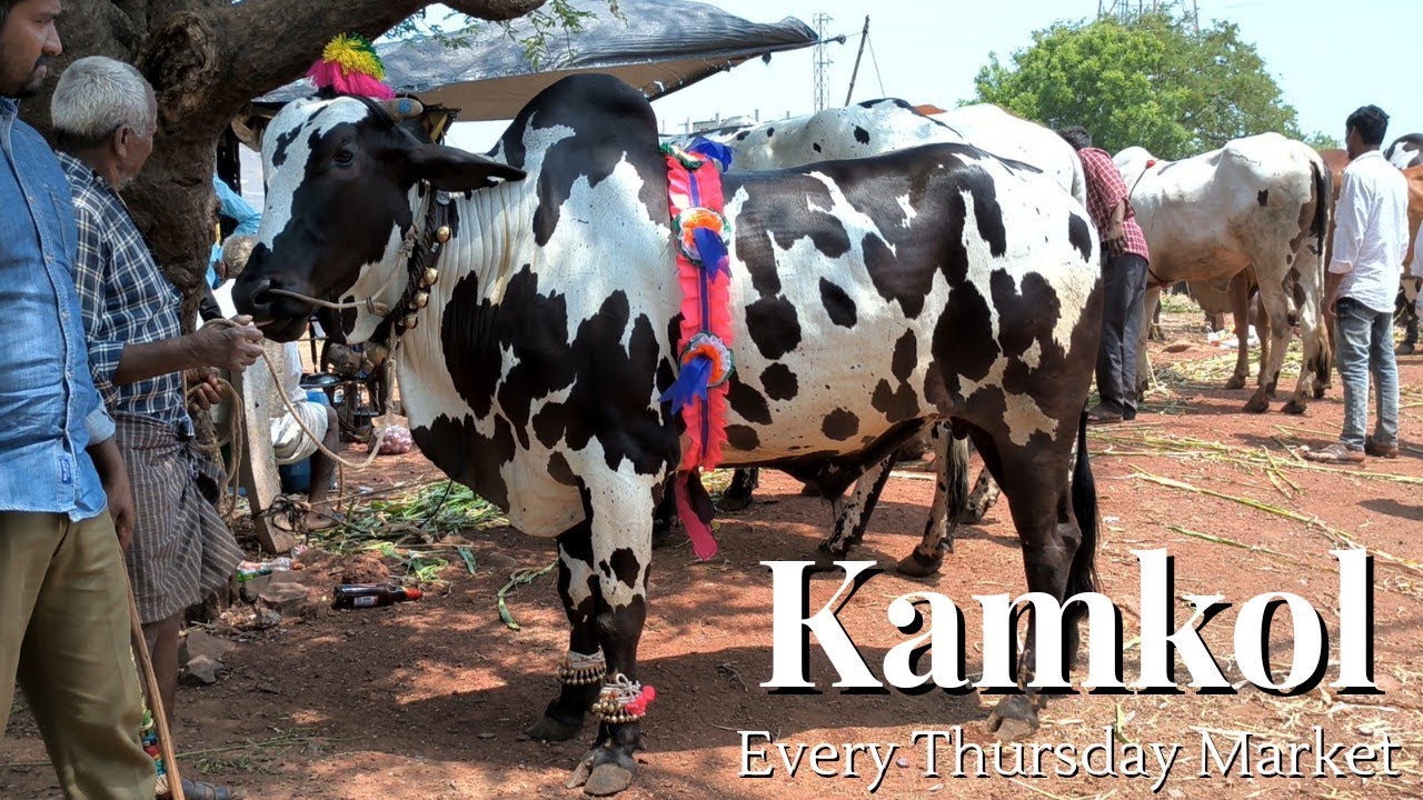 Deoni Bulls in Kamkol Market Update | Every Thursday | - YouTube