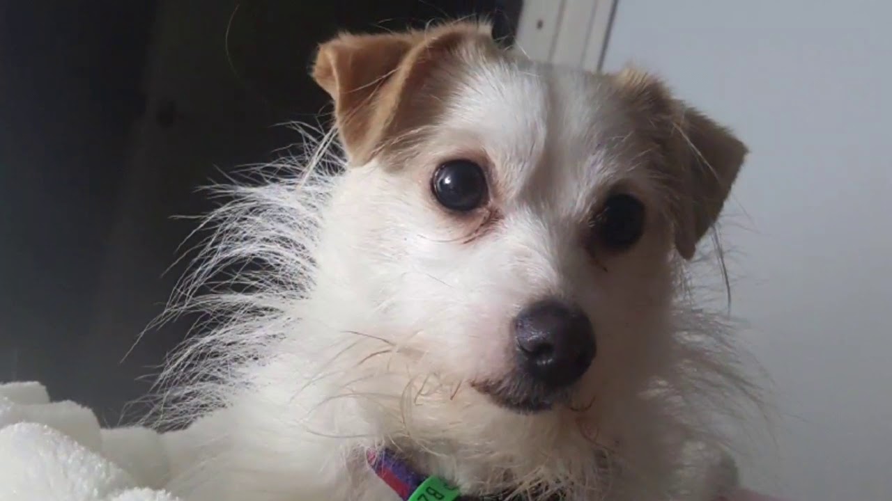 DOGGIE DAYS - YouTube