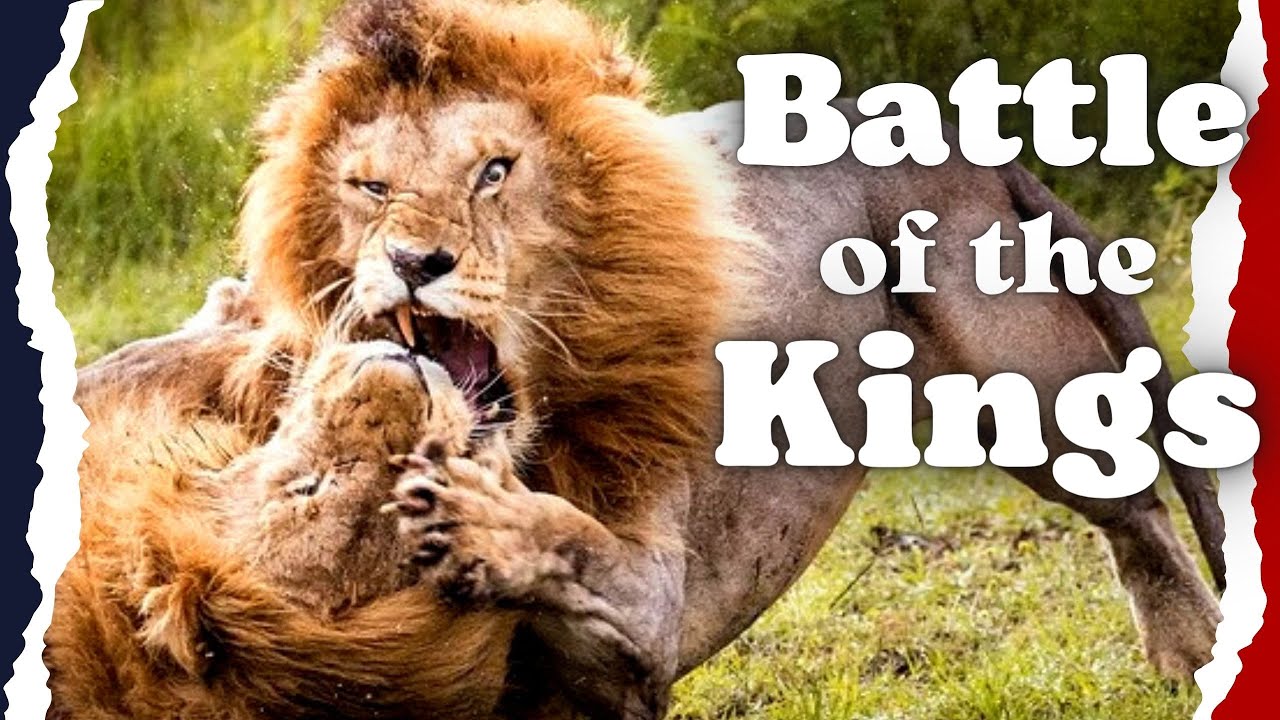 Two Lions Fight to See Who's King! - YouTube
