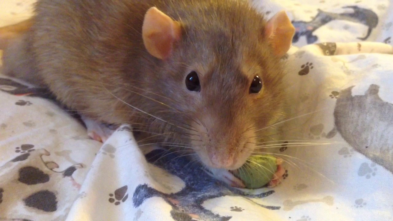 Ce rat est trop mignon ️ - YouTube