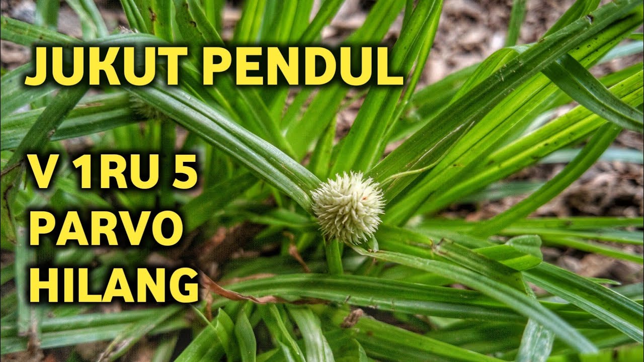 Manfaat Rumput Pendul Untuk Kucing Yang Harus Diketahui - YouTube