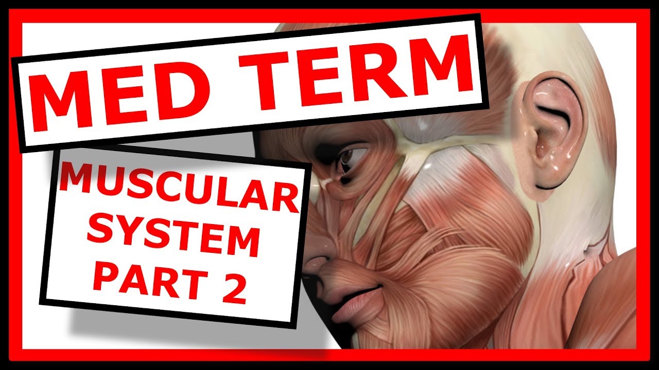 Medical Terminology Crash Course Muscular System Terms Part 2 YouTube medical-terminology-crash-course-muscular-system-terms-part-2-youtube