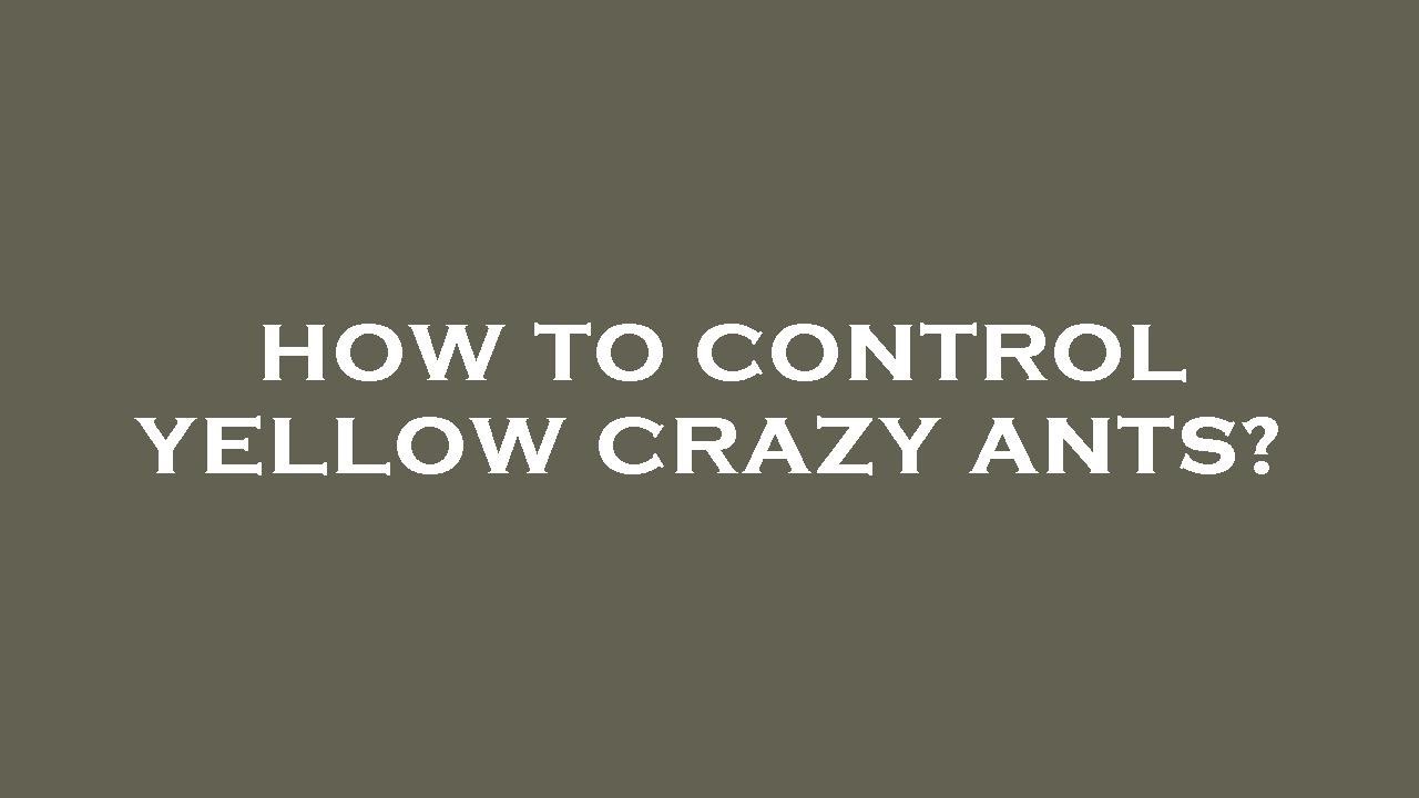 How to control yellow crazy ants? - YouTube