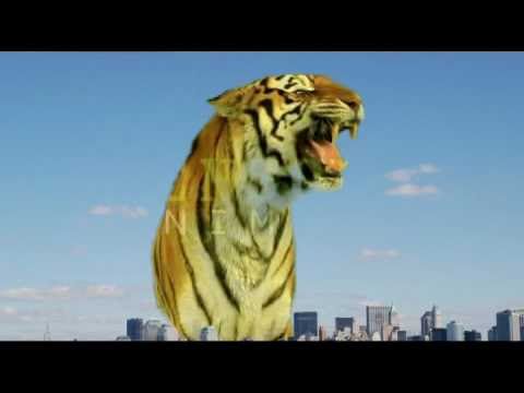 TigerZilla - YouTube