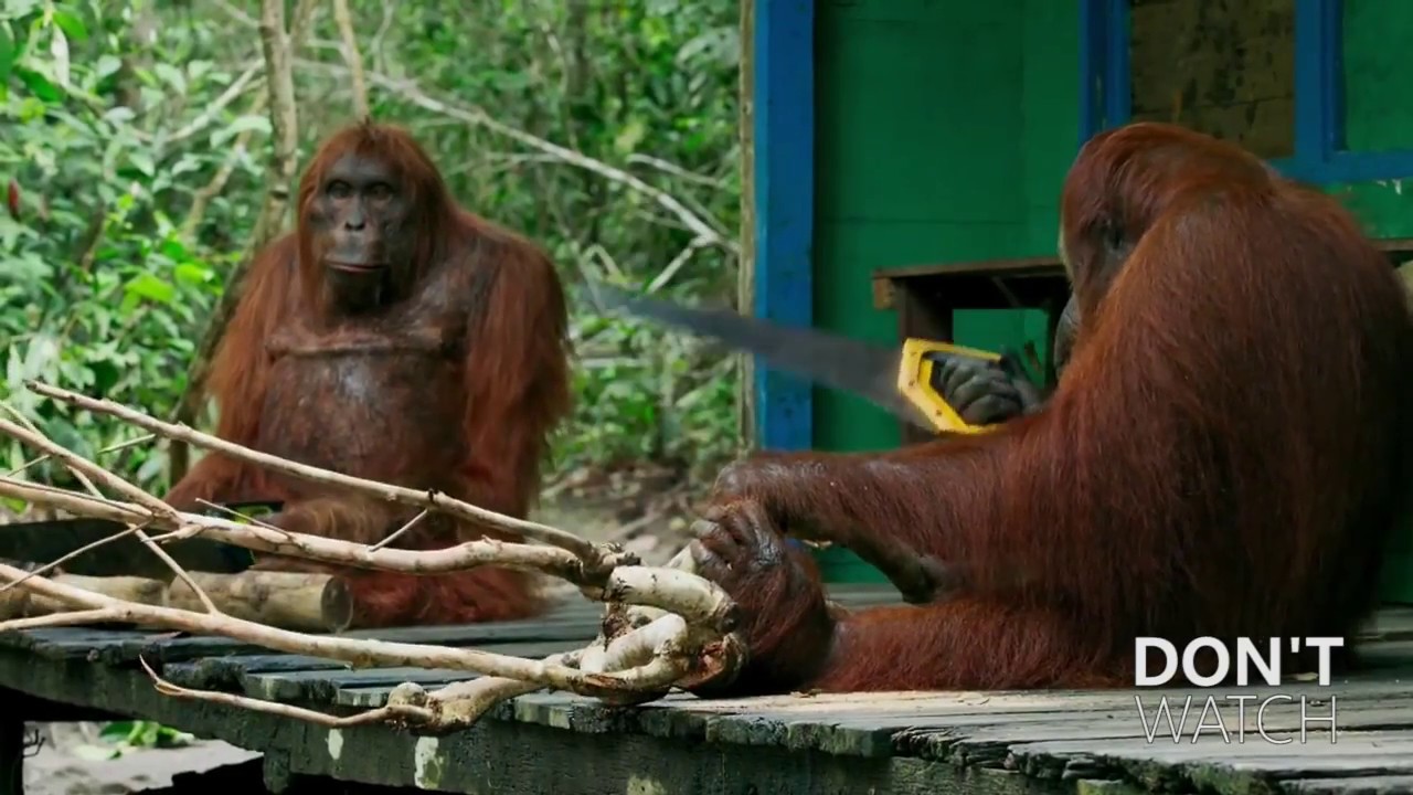 Robots vs. Animals - YouTube