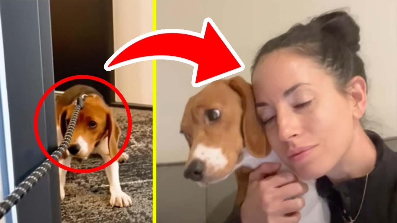 A Scared Beagle That Was Rescued Finds A Loving Forever Home - YouTube