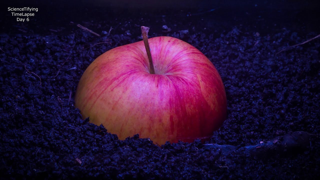 Apple on ground TIMELAPSE 🍎 - YouTube
