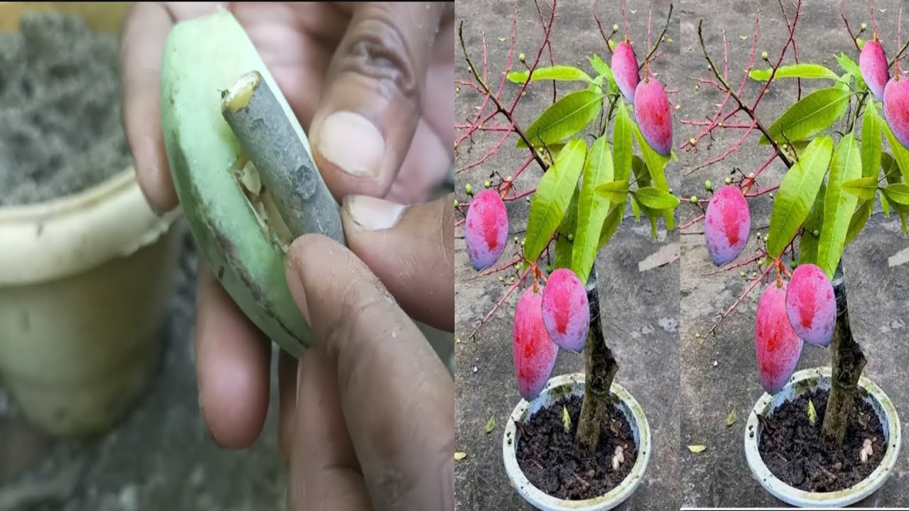 How to propagate mango tree cutting with banana, roots mango tree ...