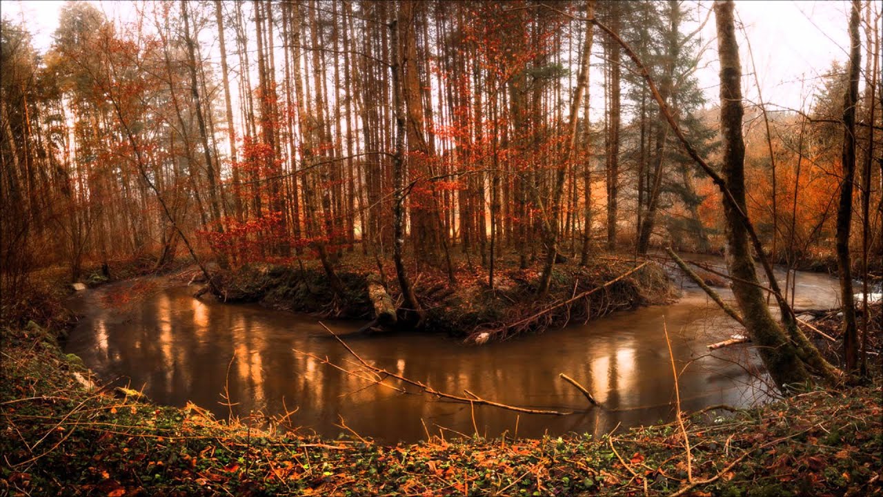 Orent - Strange Forest - YouTube