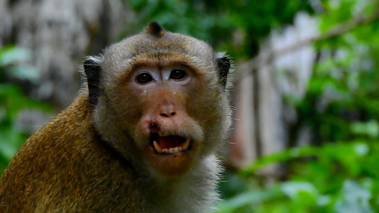 Meet Santiago. The ex-king of Alexander Troop. - YouTube