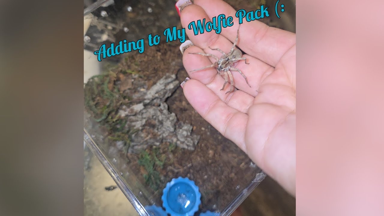 Adding to My Wolfie Spiders(: #arachnid #pet #wolfspider #wolfpack #fyp ...