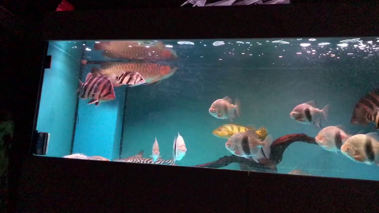Arowana .datnoid .p.bass.tigs community tank - YouTube