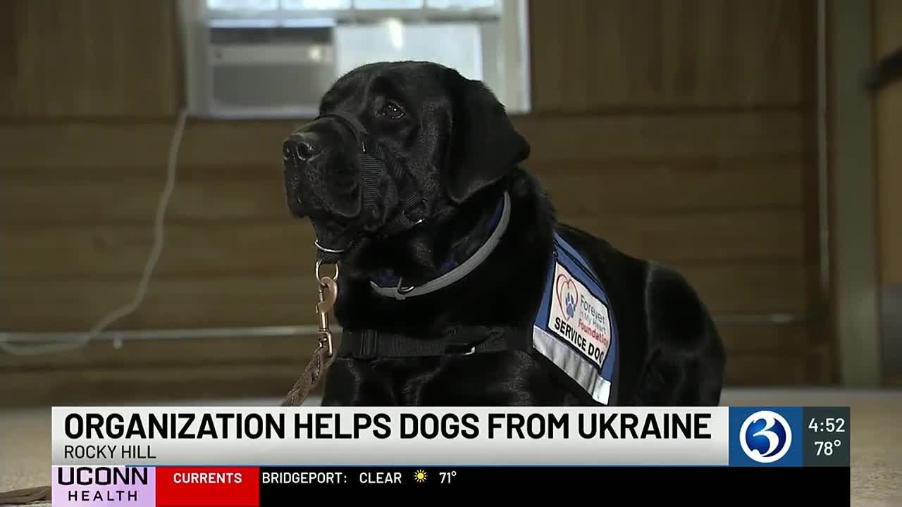 Dogs rescued from Ukraine seek forever homes - YouTube