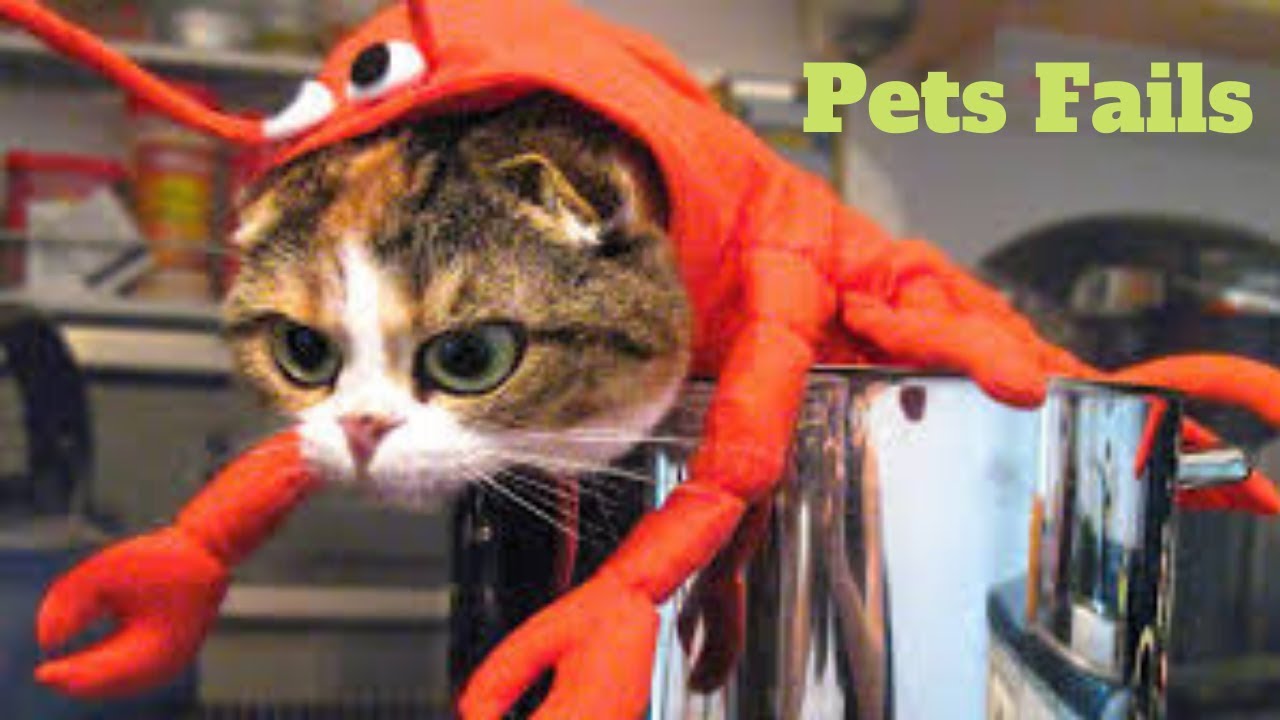 💥Funny Pets Fails😂🙃💥 of 2020 | Funny Animal Videos💥👌 - YouTube