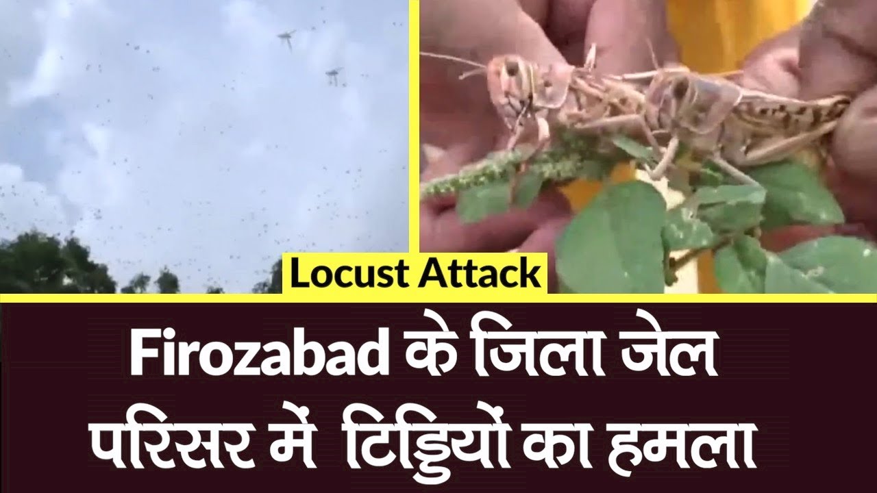 Locust Attack in Firozabad: Locust attack in UP's Firozabad District ...