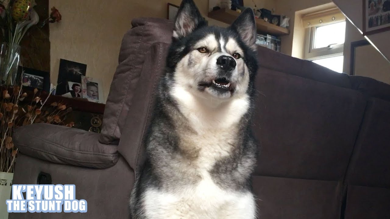 Arguing Husky Refuses To Follow Commands! - YouTube