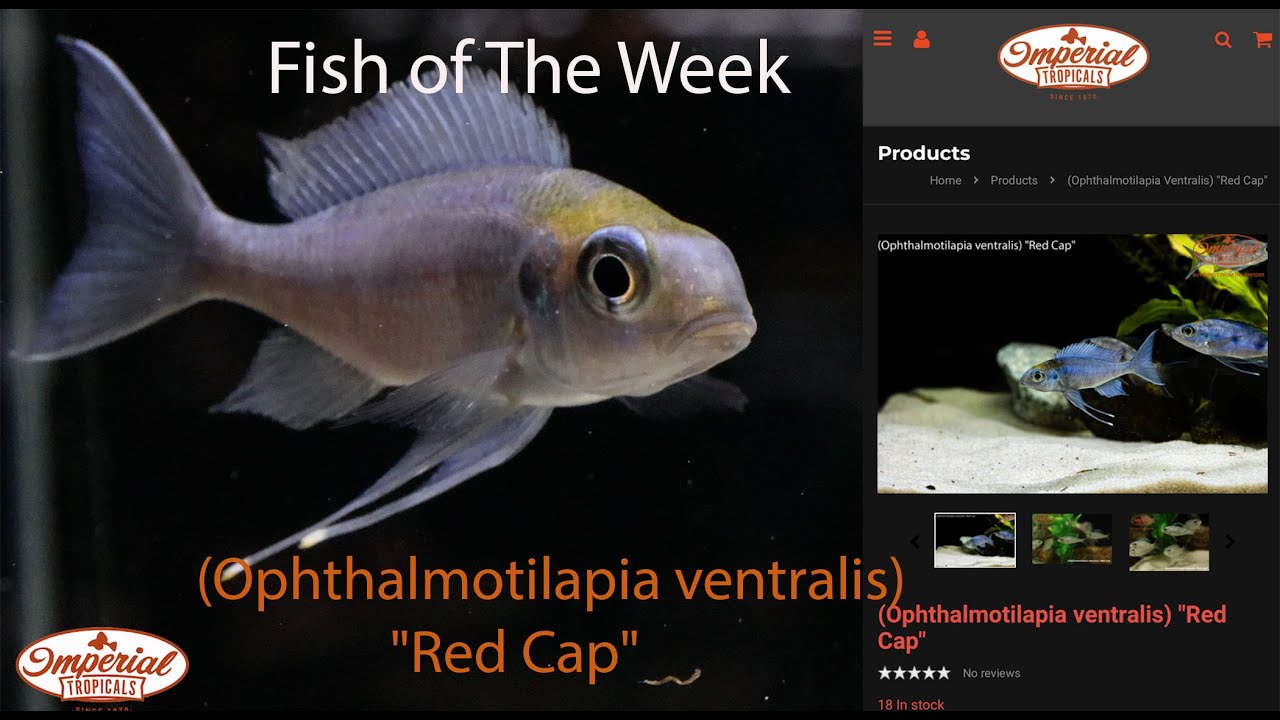 (Ophthalmotilapia ventralis) "Red Cap" #imperialtropicals - YouTube