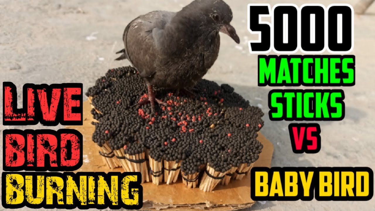 ALIVE BIRD BURNING 🤯😱😱😱😱 - YouTube