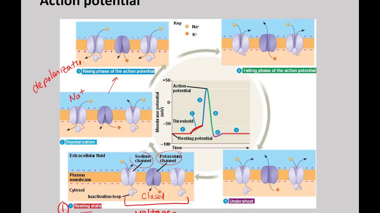 ch 22 patch clamp and action potential - YouTube