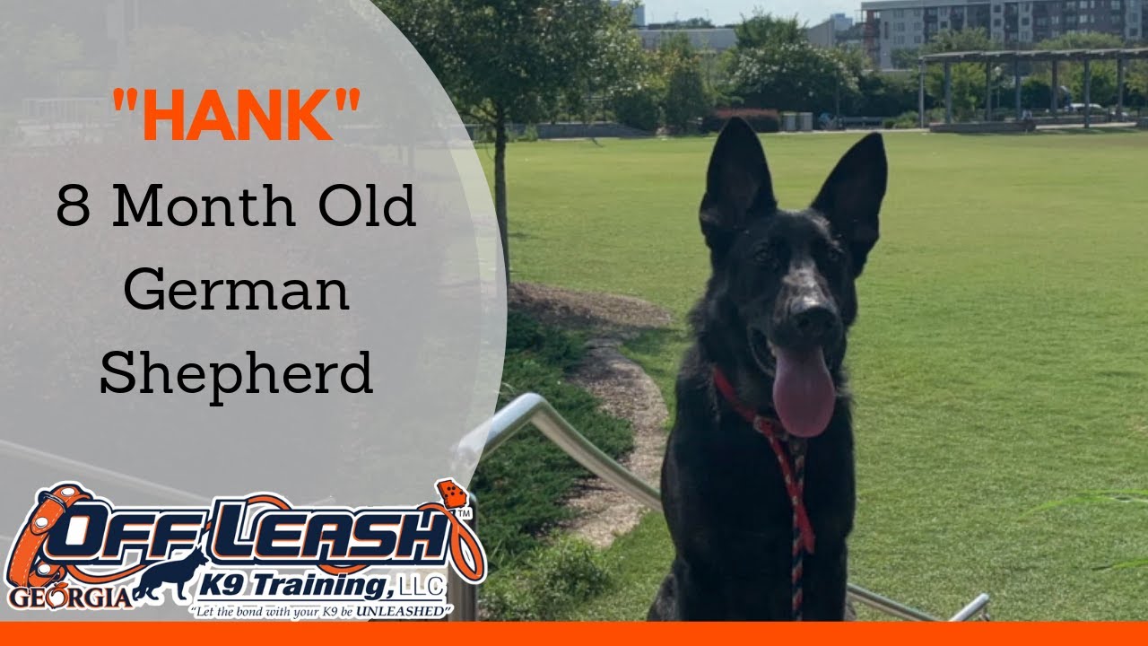 Hank | 8 Month Old German Shepherd | Atlanta Georgia Dog Training ...