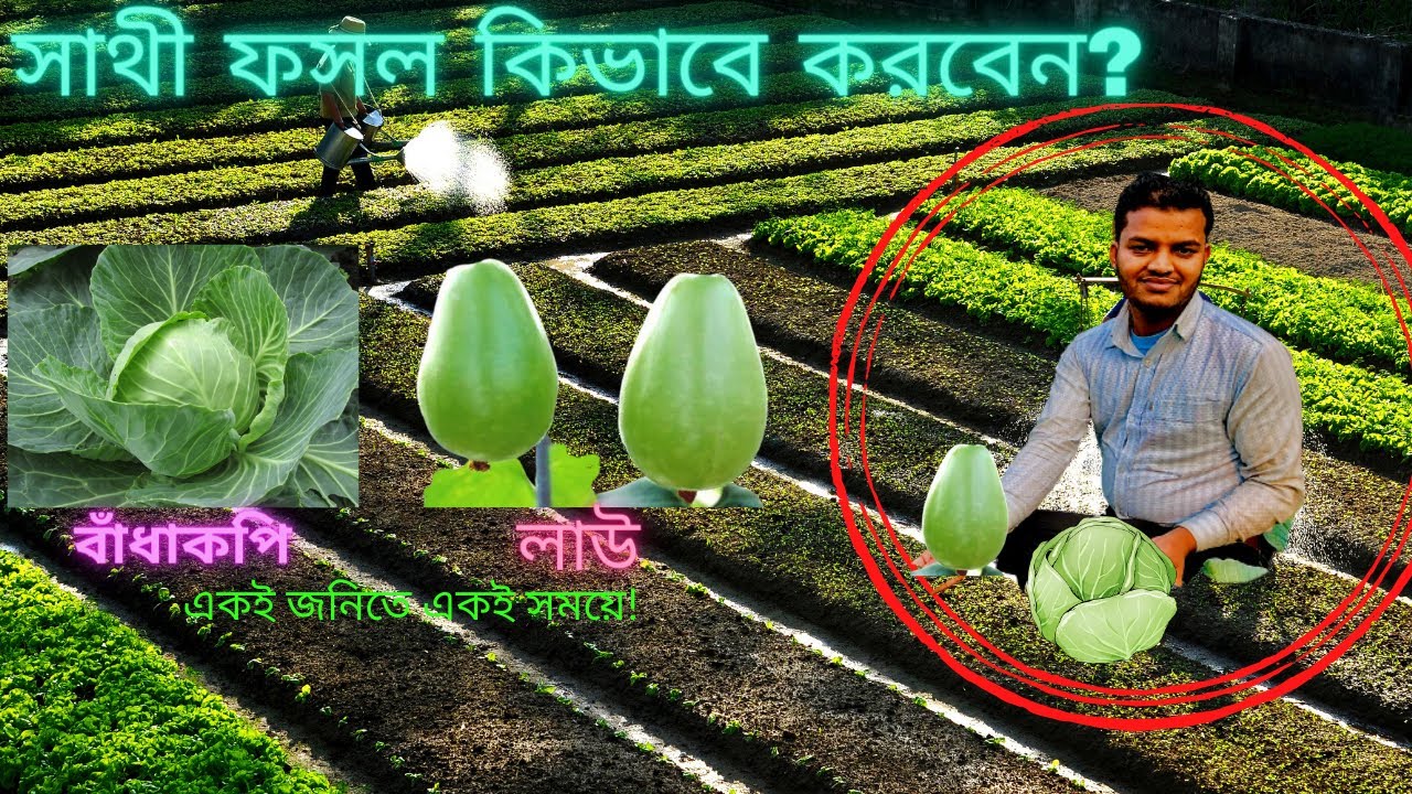 সাথী ফসল কিভাবে করবেন? How to mate crops?😳😮 - YouTube