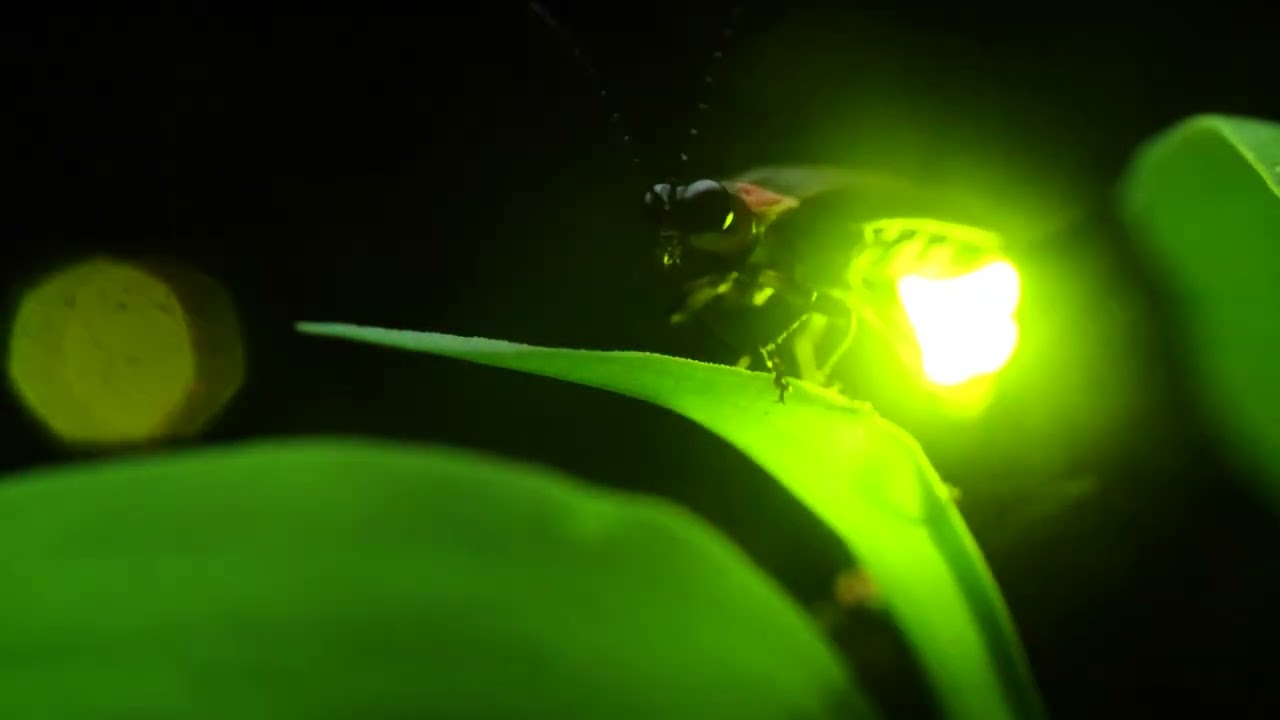 Firefly Synchrony 2880x1620 Lede - YouTube