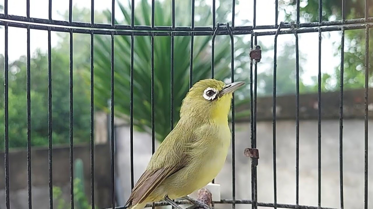 Masteran Burung Pleci dengan Isian Pleci Lombok / Masteran Kecial Kuning Ngejos - YouTube