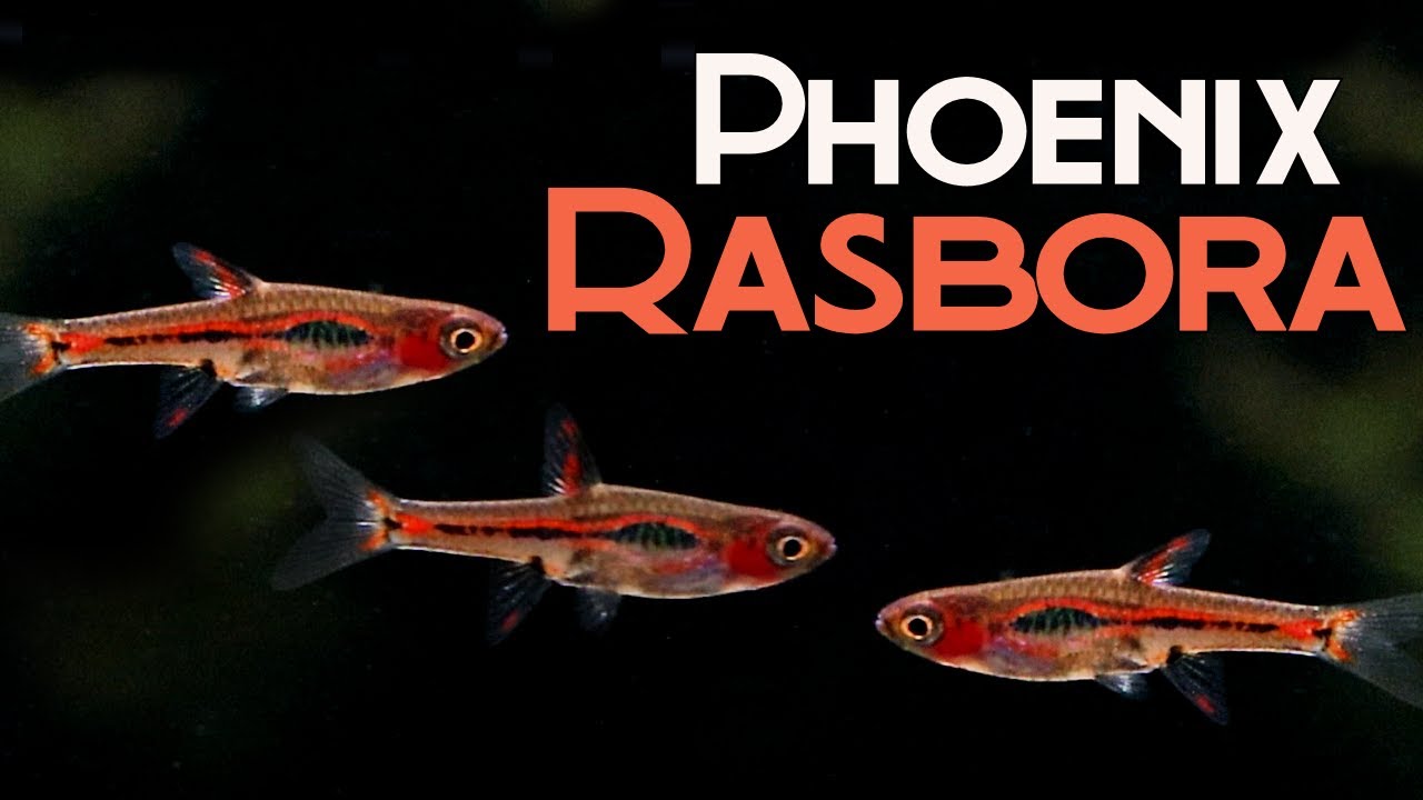 All About Phoenix Rasbora: the Teensy Hardy Beauty - YouTube