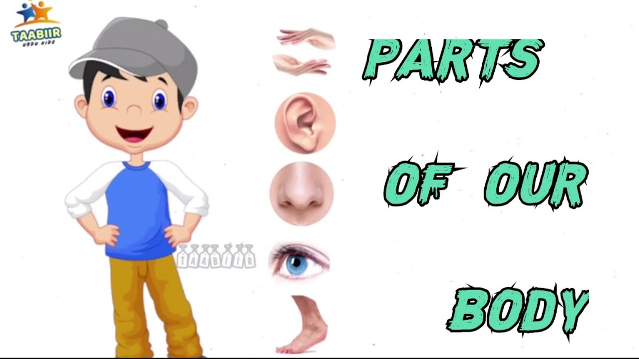 Body parts in Urdu for kids/STD 5 Urdu /Unit 2/کھیلیں کو دیں /Parts of ...
