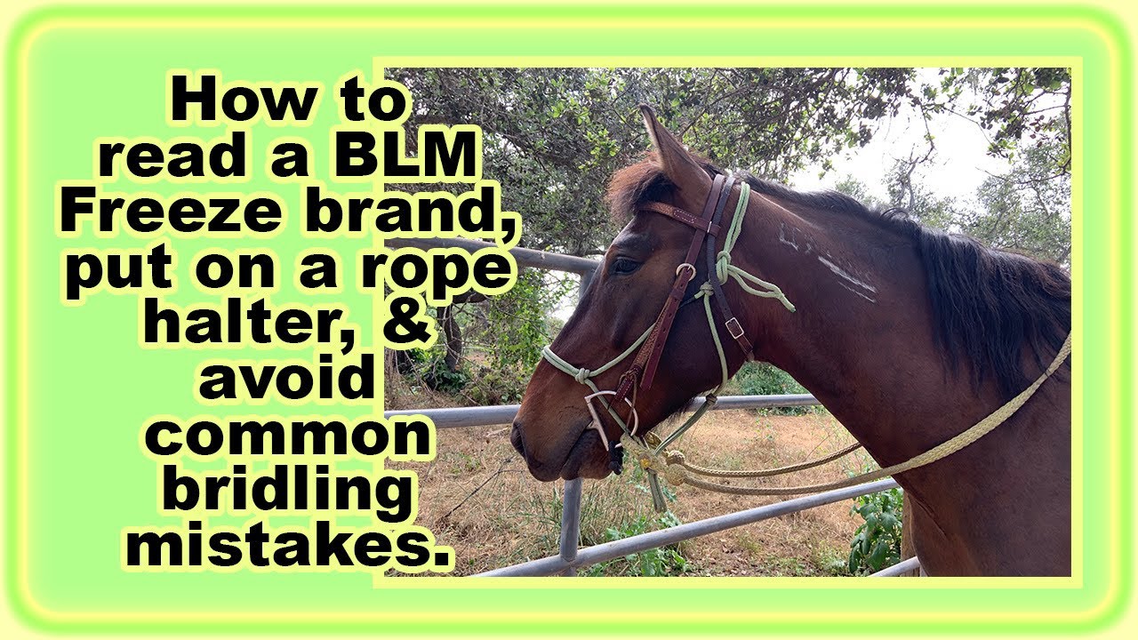 How To Read a BLM Freeze Brand, Put on a Rope Halter & Avoid Common ...